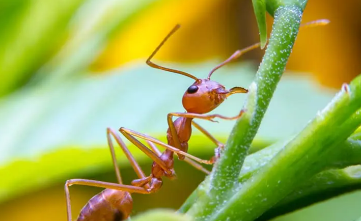 Why You Should Call The Professionals About Ants In Your Summerville ...