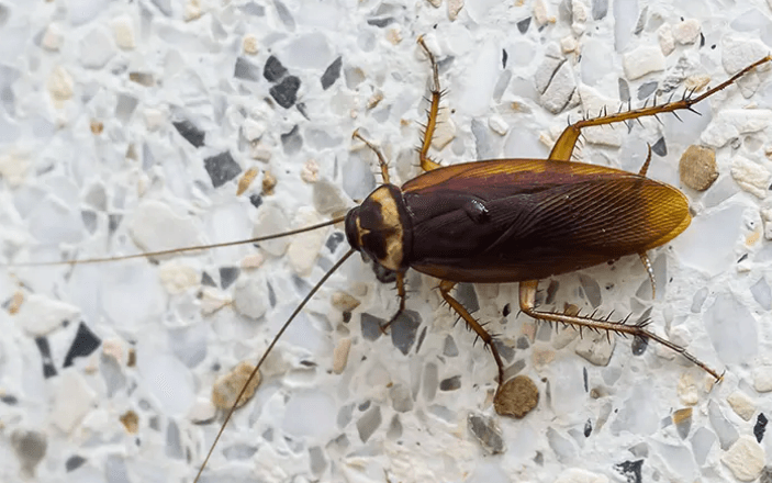 Answering Commonly Asked Questions About Roaches In Summerville | Core ...