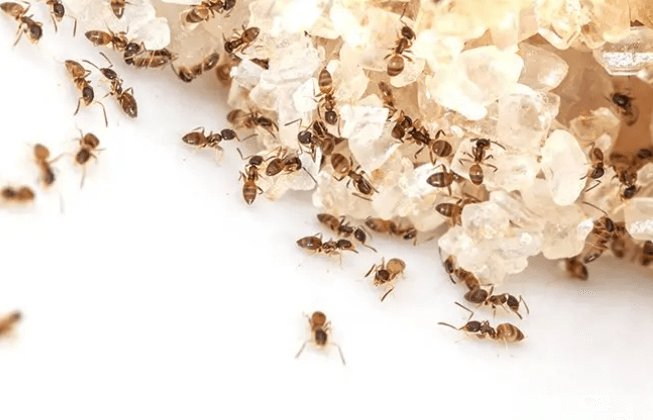 Removing Food Sources From The Ants In Summerville | Core Pest Solutions