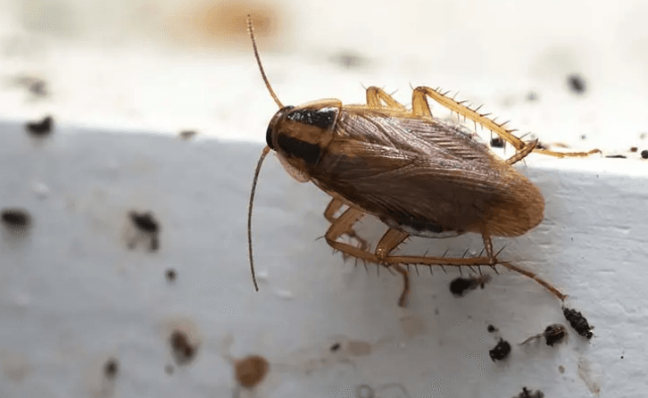 How To Completely Get Rid Of Roaches In Your Summerville Home | Core ...