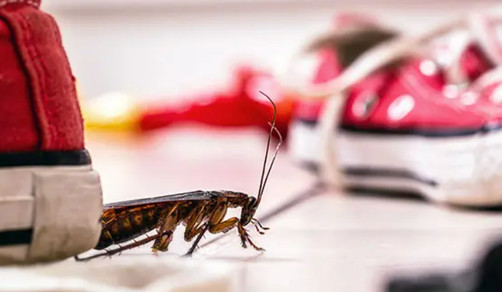 Don't Risk Your Health... Get Rid Of Roaches In Summerville Instead ...