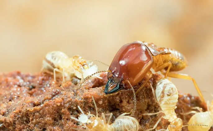 Everything You Need To Know About Termite Inspections In Summerville ...