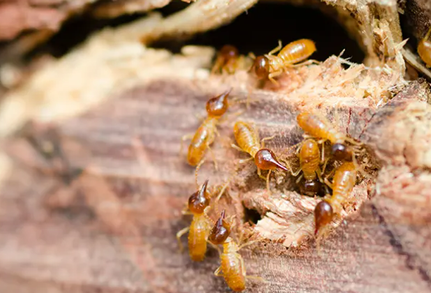 Why It's Important To Get Regular Termite Treatments In Summerville ...